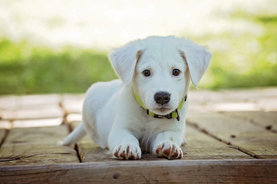 Comment apprendre à un chiot à être propre